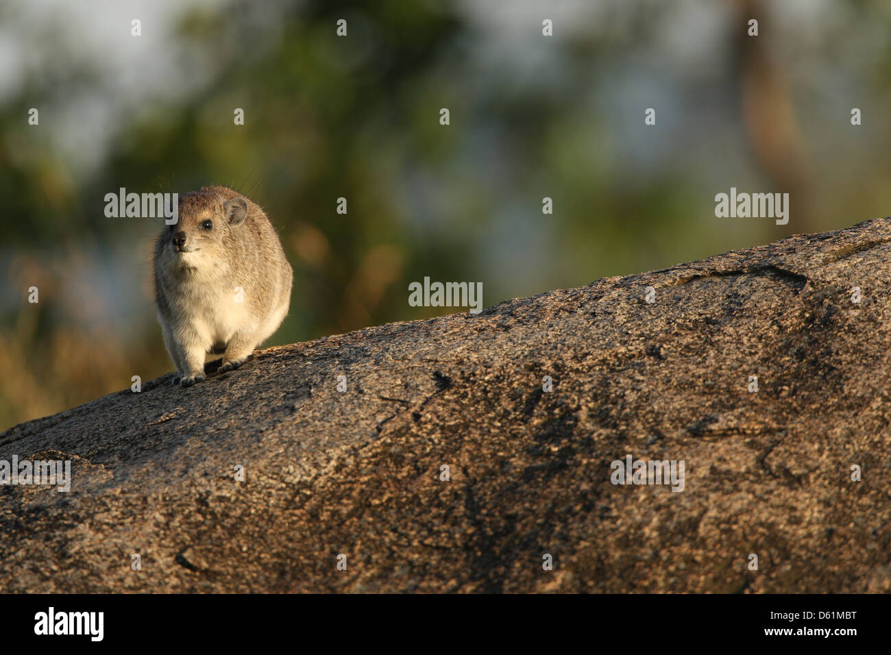Hyrax teeth hi-res stock photography and images - Alamy