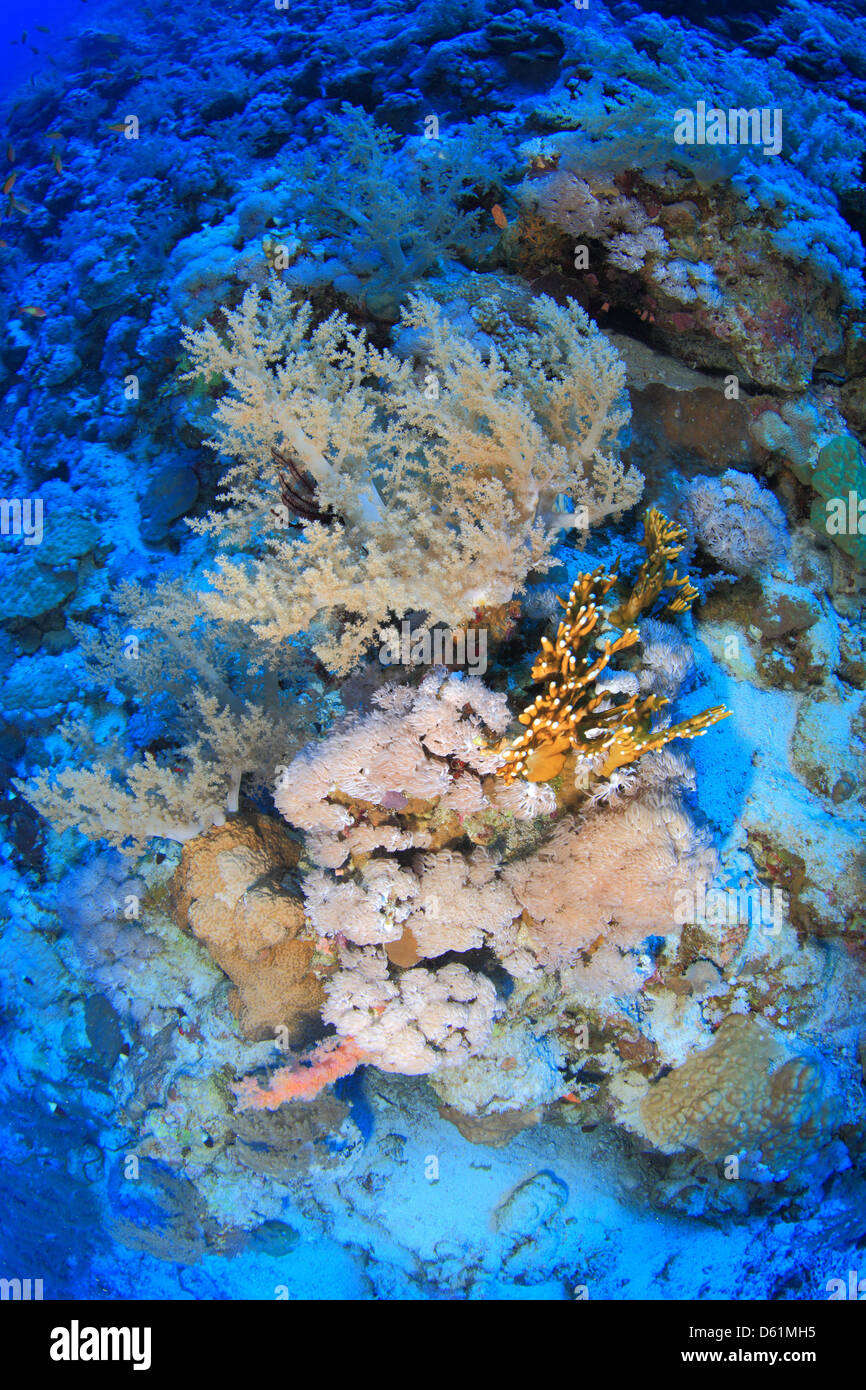 Marine Life in the Red Sea Stock Photo - Alamy