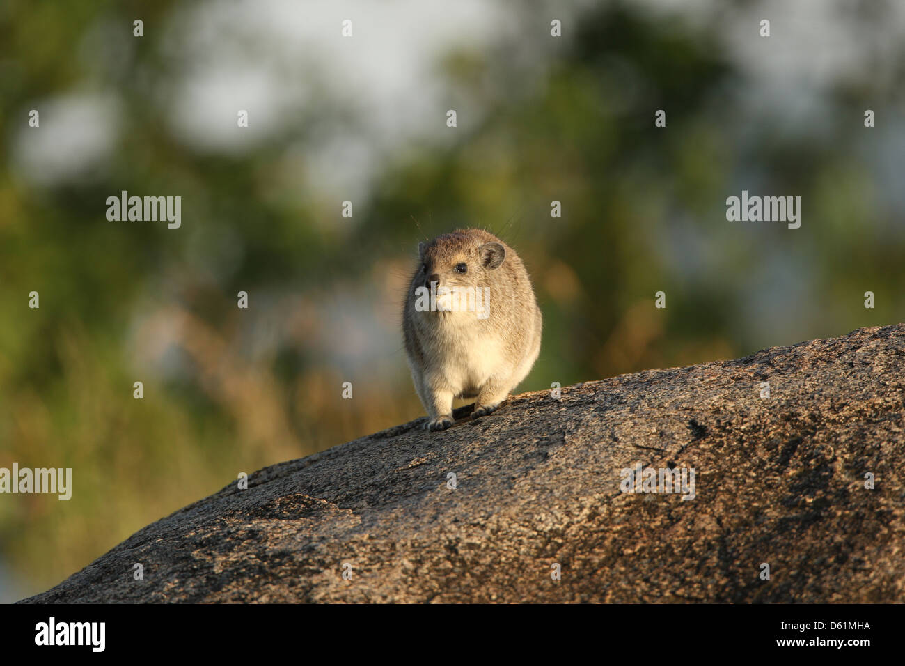 Hyrax teeth hi-res stock photography and images - Alamy