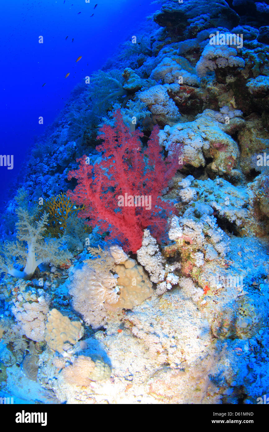 Marine Life in the Red Sea Stock Photo - Alamy