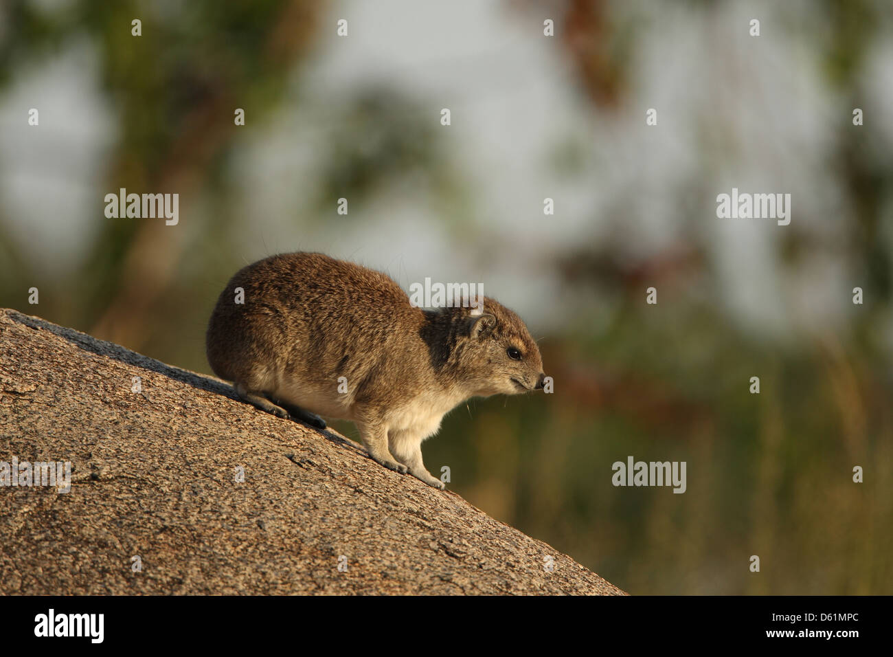 Hyrax teeth hi-res stock photography and images - Alamy