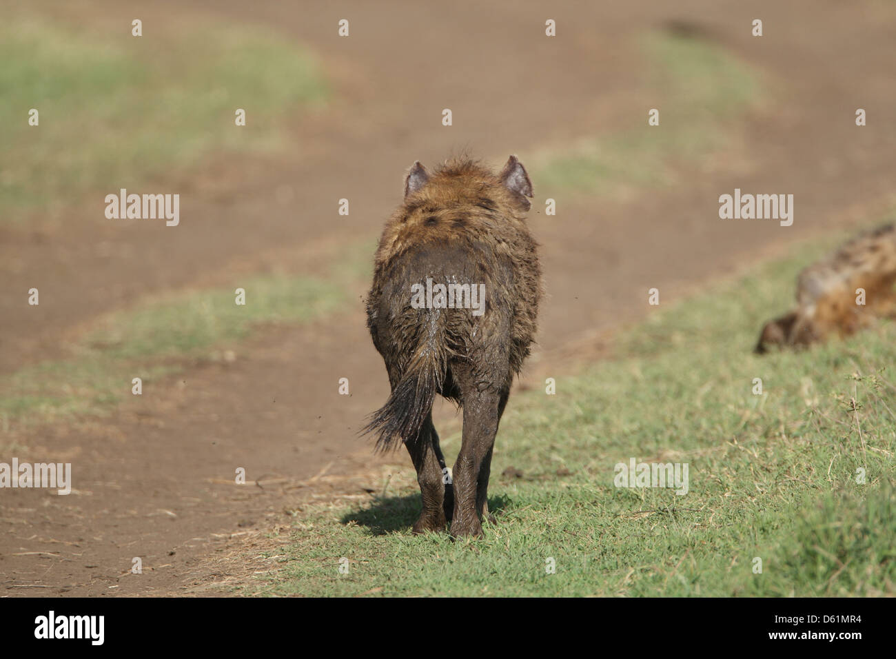 Spotted hyena jaws hi-res stock photography and images - Alamy