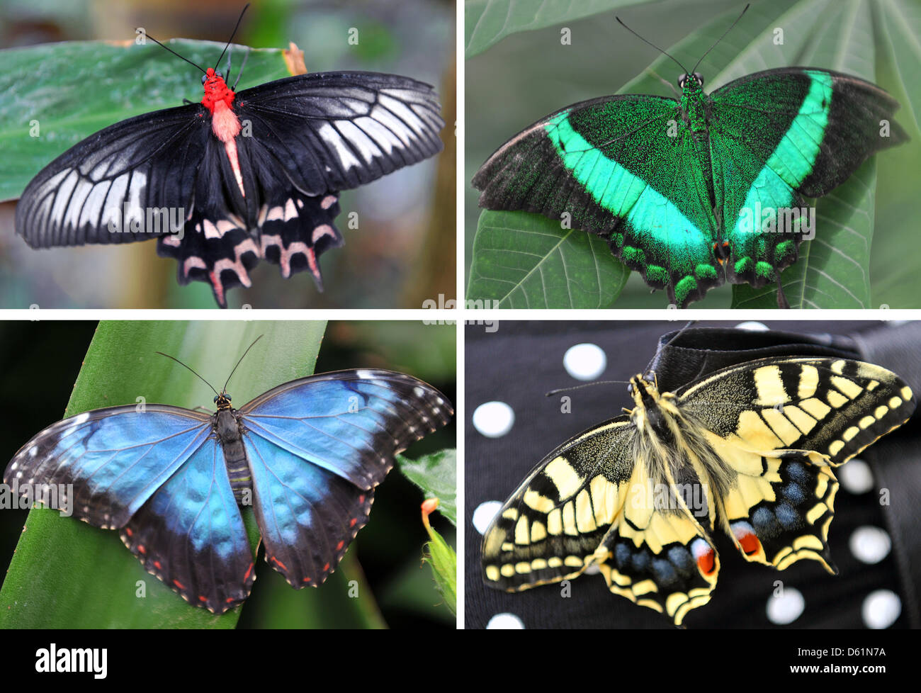A composite photo shows (clockwise from top L) Swallowtail butterfly ...