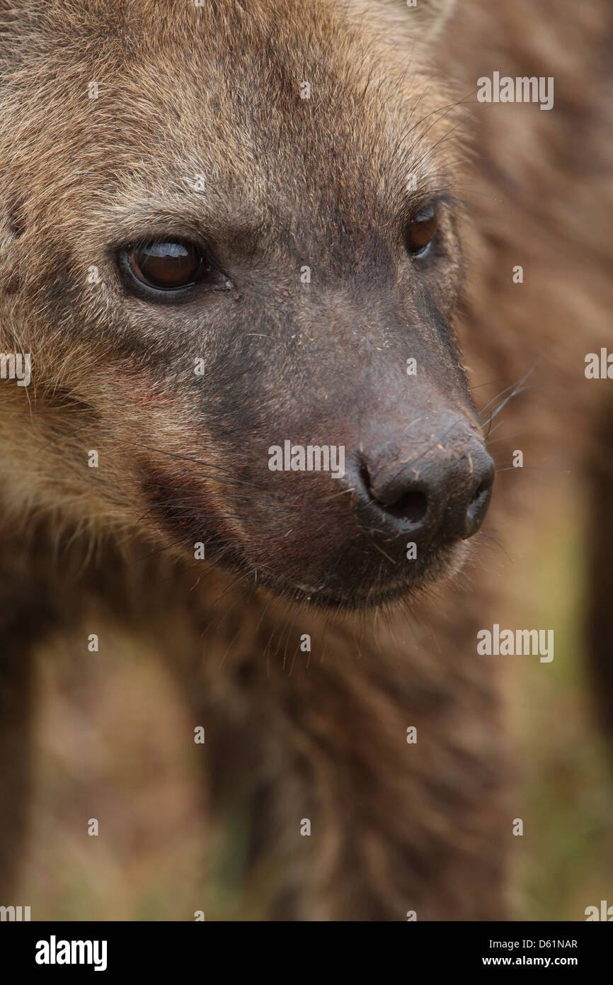 Spotted hyena jaws hi-res stock photography and images - Alamy