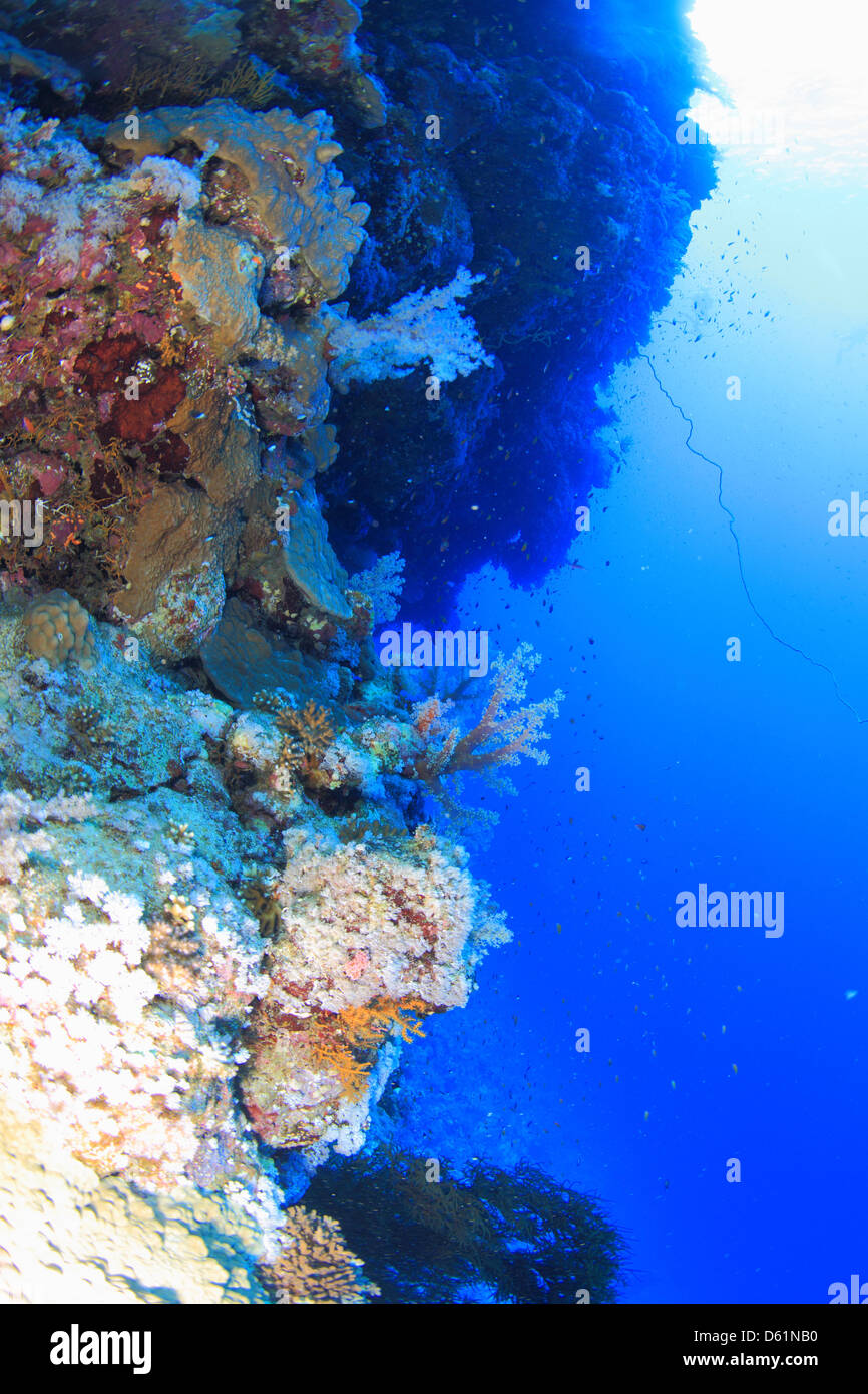 Marine Life in the Red Sea Stock Photo - Alamy