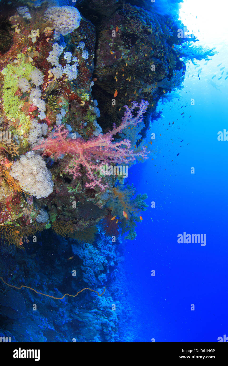 Marine Life in the Red Sea Stock Photo - Alamy