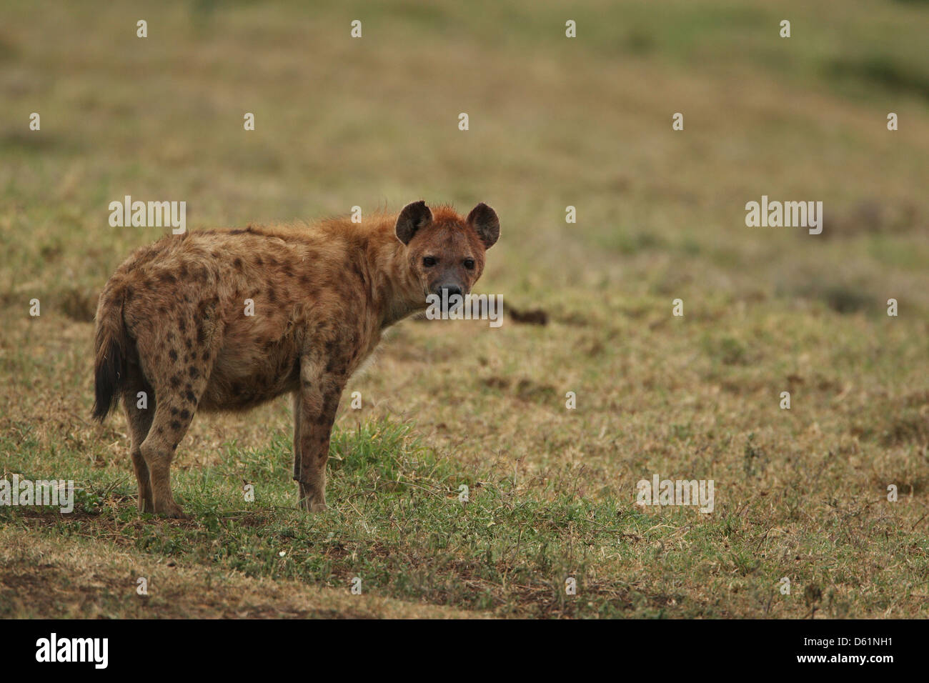 Spotted hyena teeth hi-res stock photography and images - Alamy