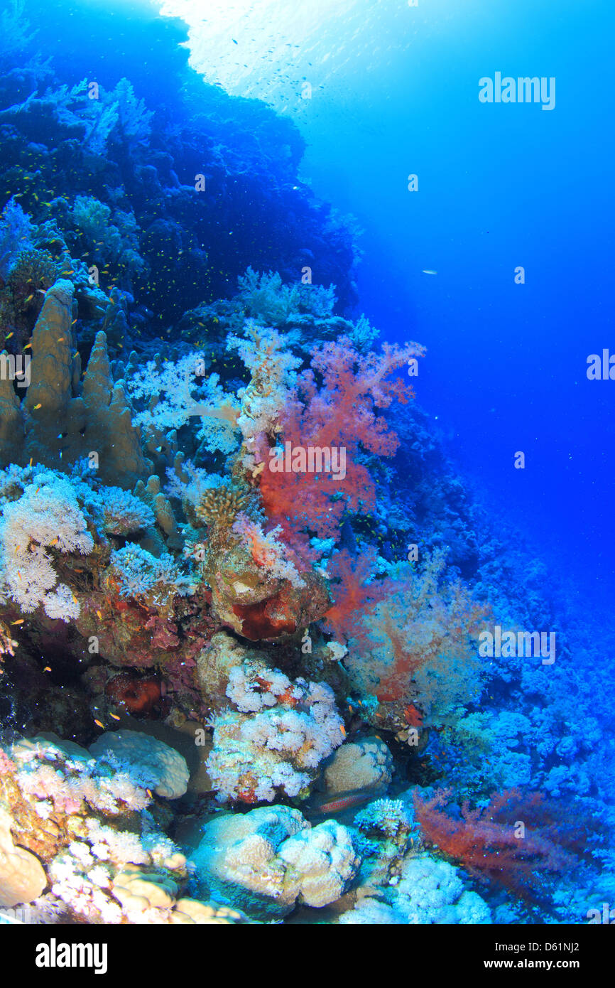Marine Life in the Red Sea Stock Photo - Alamy
