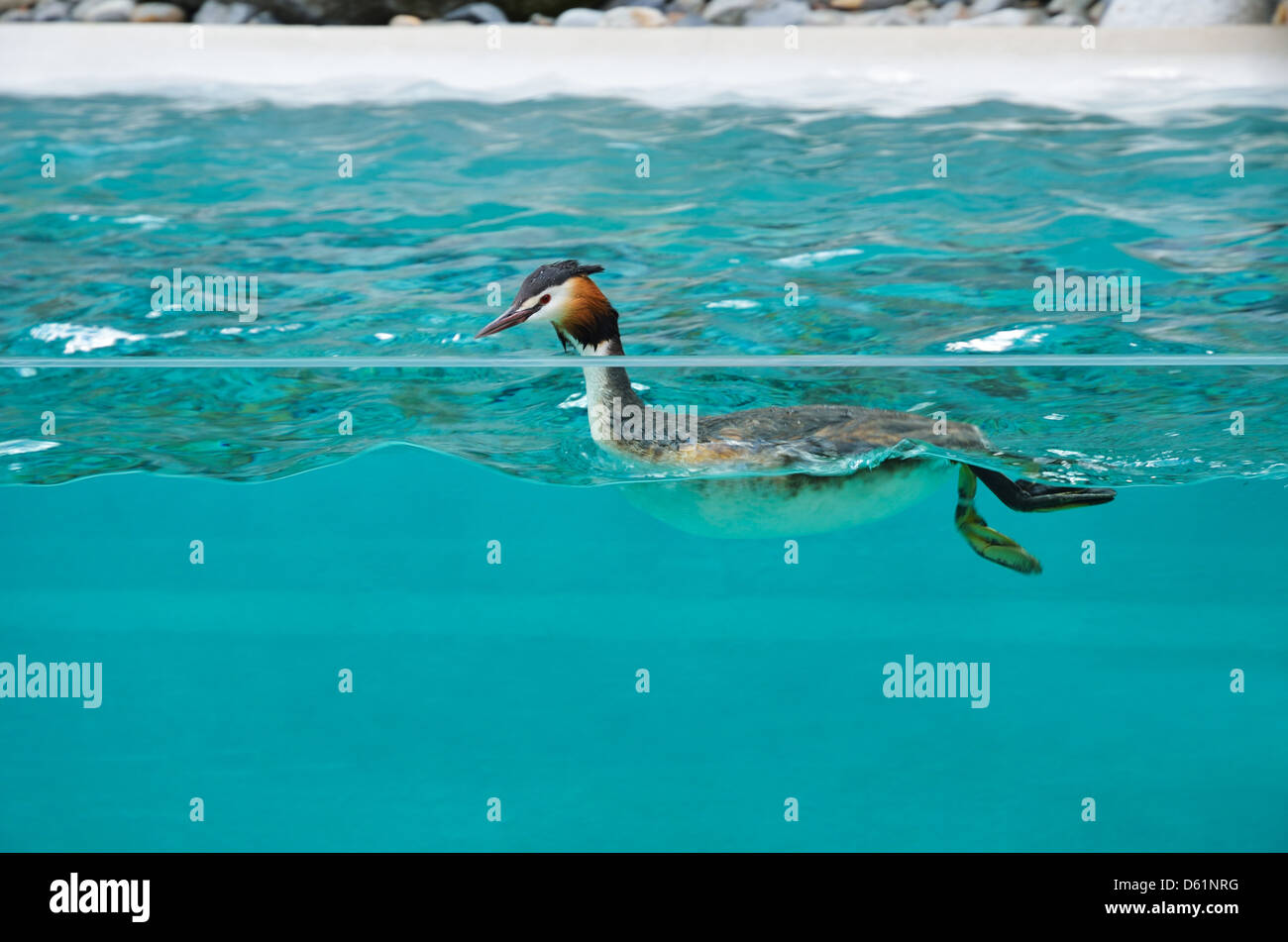 Swimming bird in the water Stock Photo - Alamy