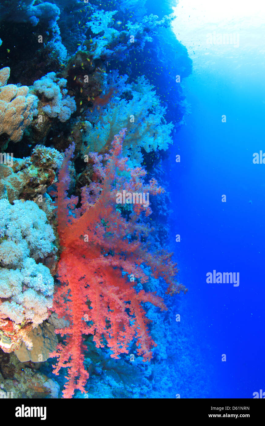 Marine Life in the Red Sea Stock Photo - Alamy