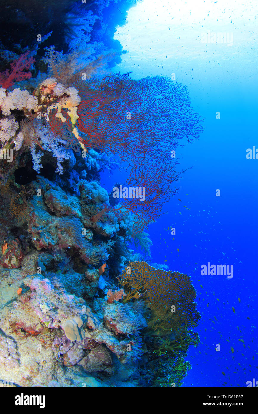 Marine Life in the Red Sea Stock Photo - Alamy