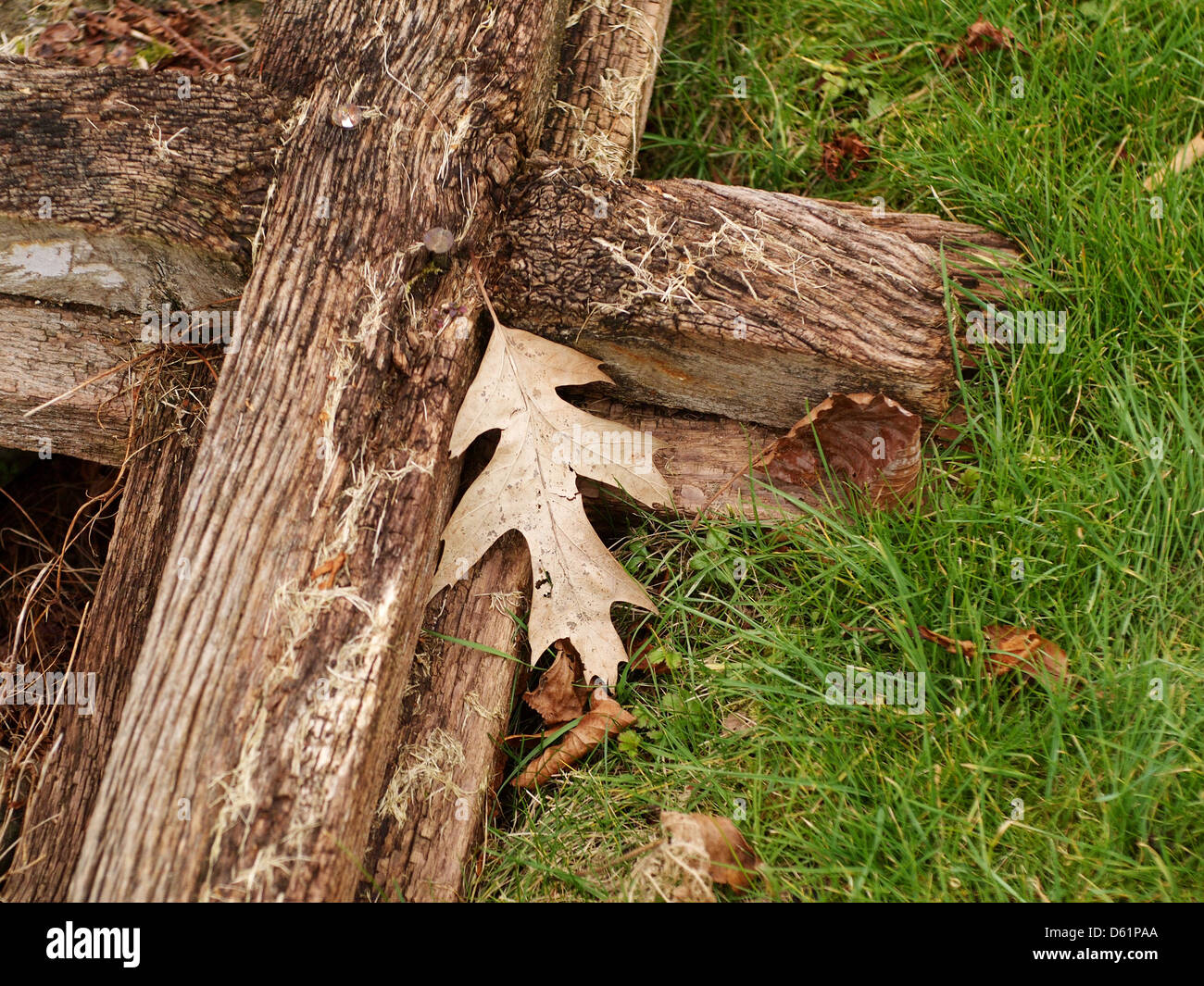 Oak leaf fallen on grave site showing grass and weathered timber Stock ...
