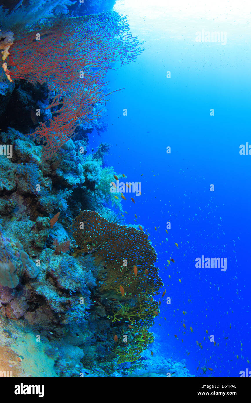 Marine Life in the Red Sea Stock Photo - Alamy
