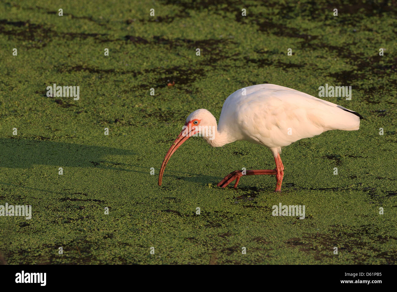 Ibises and the spoonbills hi-res stock photography and images - Alamy