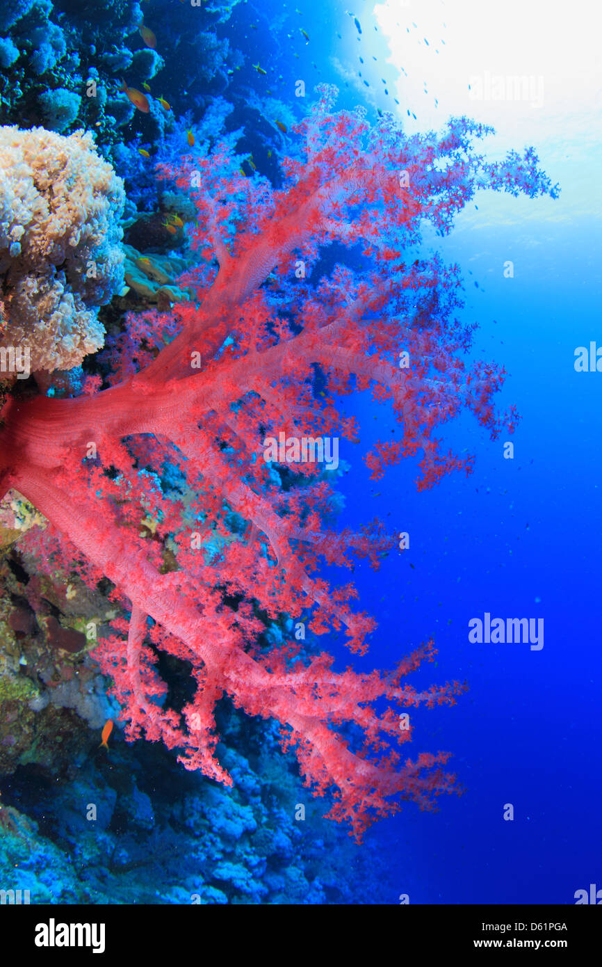 Marine Life in the Red Sea Stock Photo - Alamy