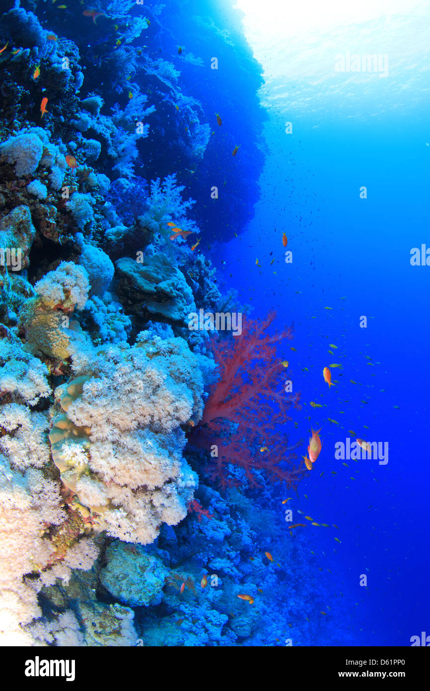 Marine Life in the Red Sea Stock Photo - Alamy