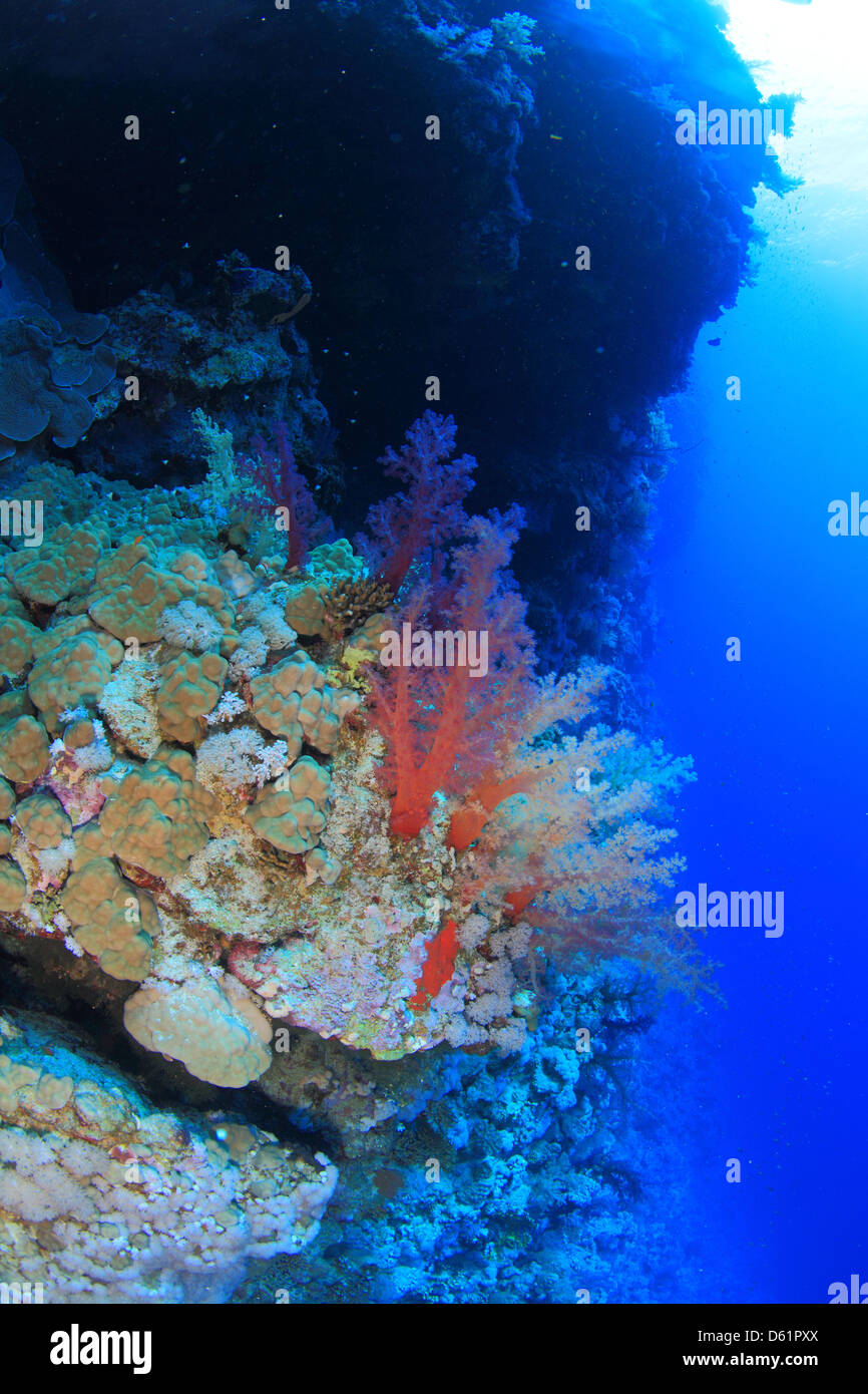 Marine Life in the Red Sea Stock Photo - Alamy