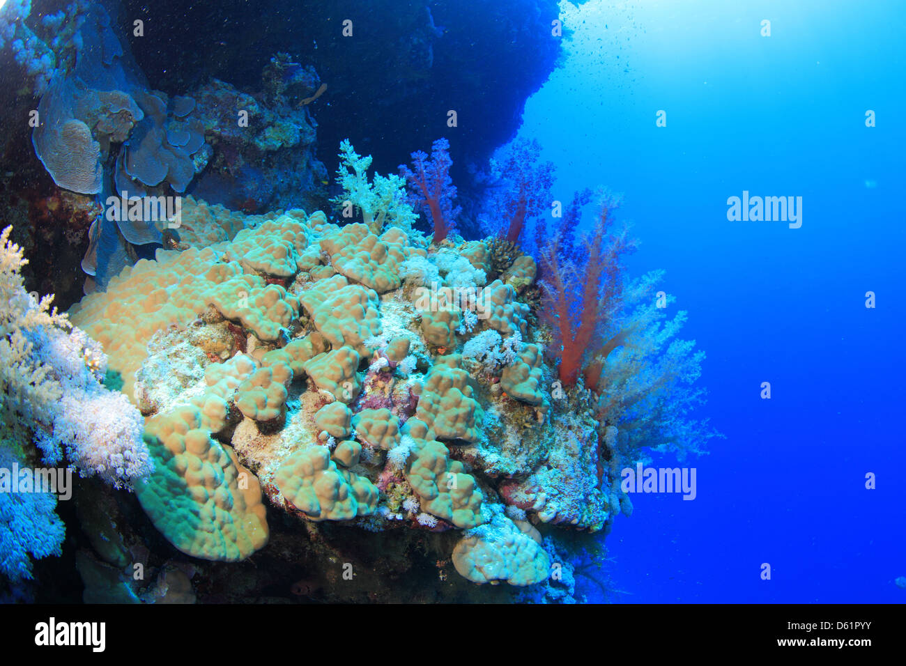 Marine Life in the Red Sea Stock Photo - Alamy