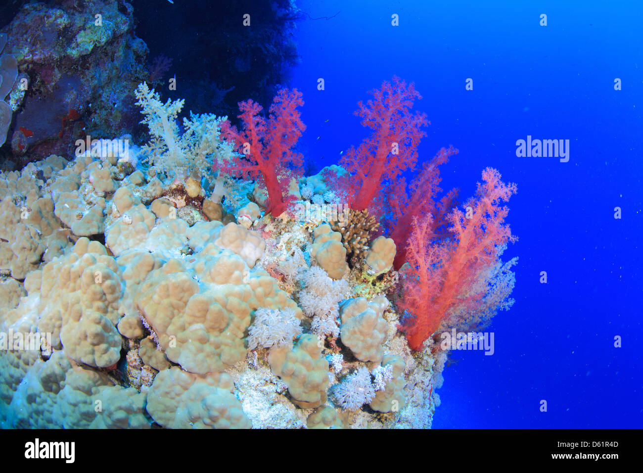 Marine Life in the Red Sea Stock Photo - Alamy