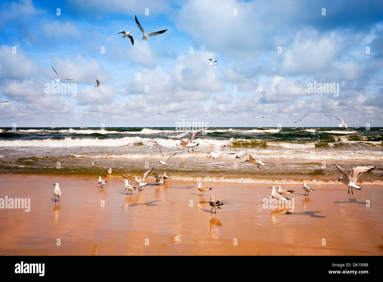 Tropical sea birds flying hi-res stock photography and images - Alamy