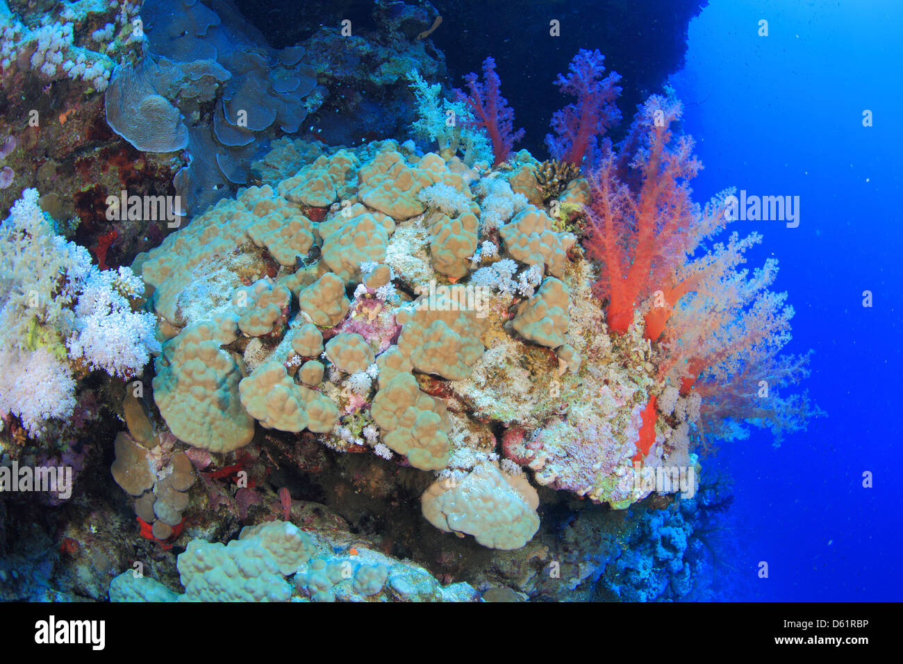 Marine Life in the Red Sea Stock Photo - Alamy