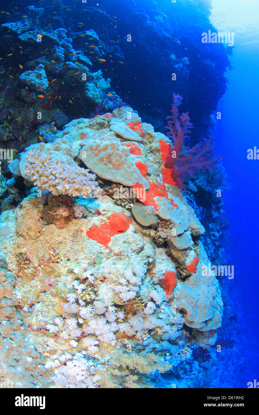Marine Life in the Red Sea Stock Photo - Alamy