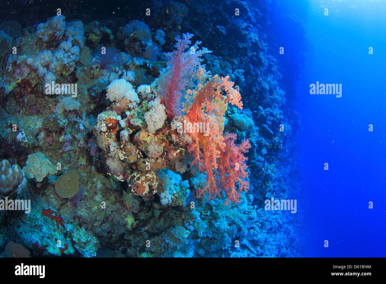 Marine Life in the Red Sea Stock Photo - Alamy
