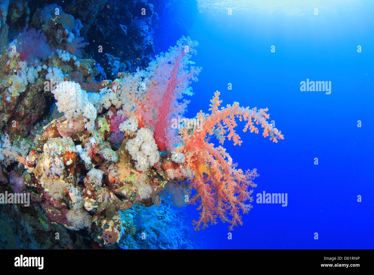 Marine Life in the Red Sea Stock Photo - Alamy