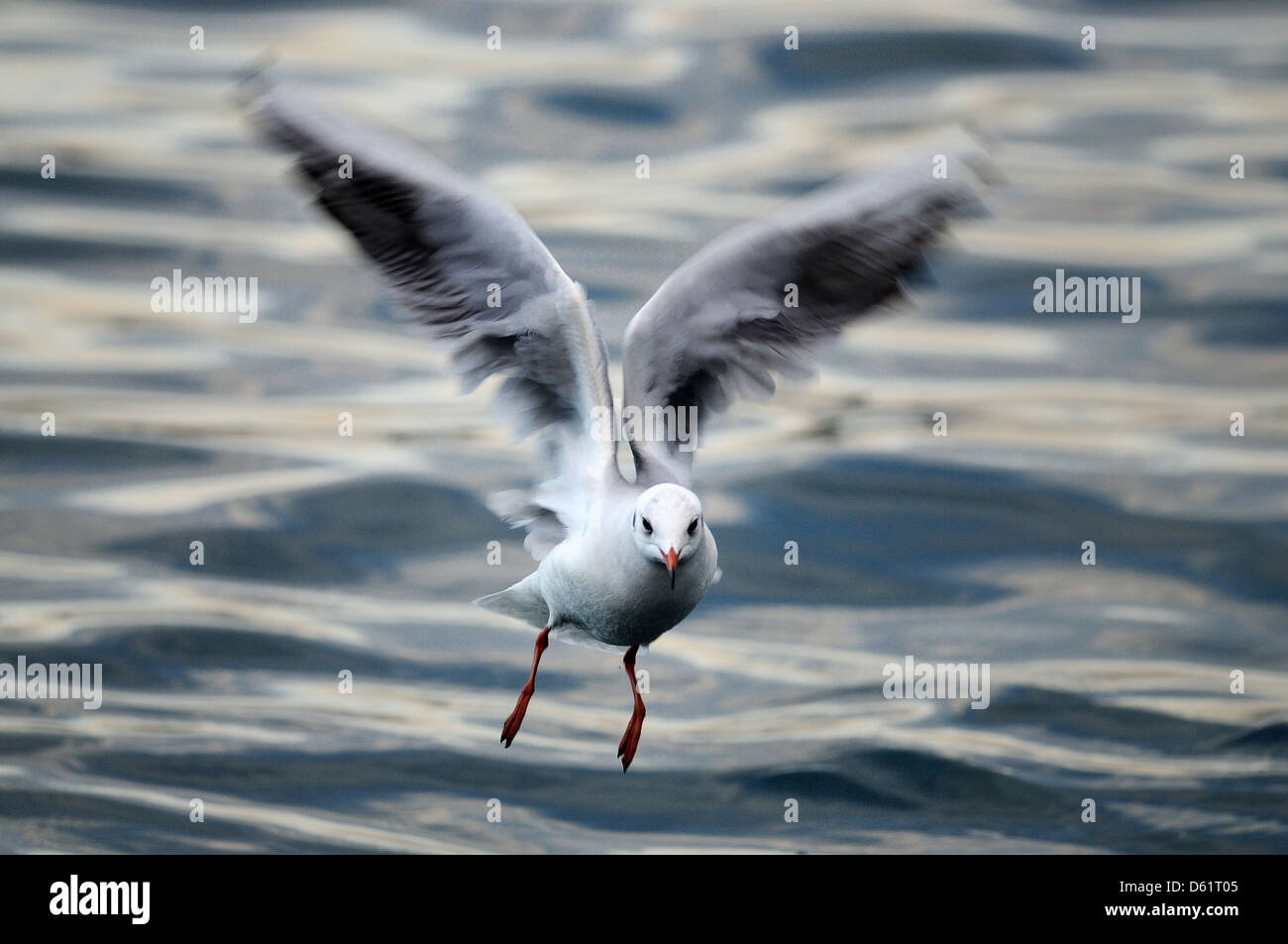 Seagull flying over the sea Stock Photo - Alamy