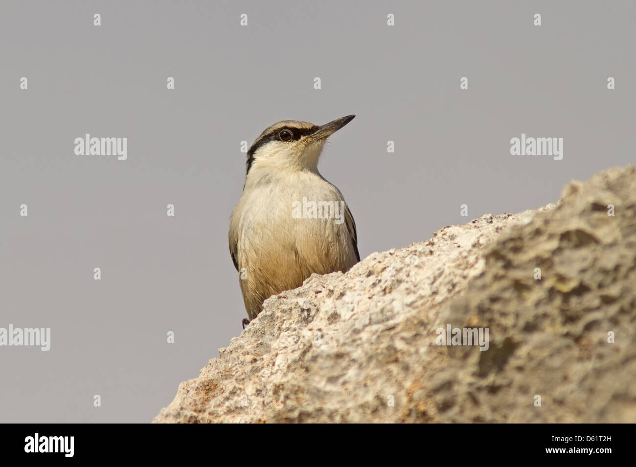 Western rock nuthatch hi-res stock photography and images - Alamy