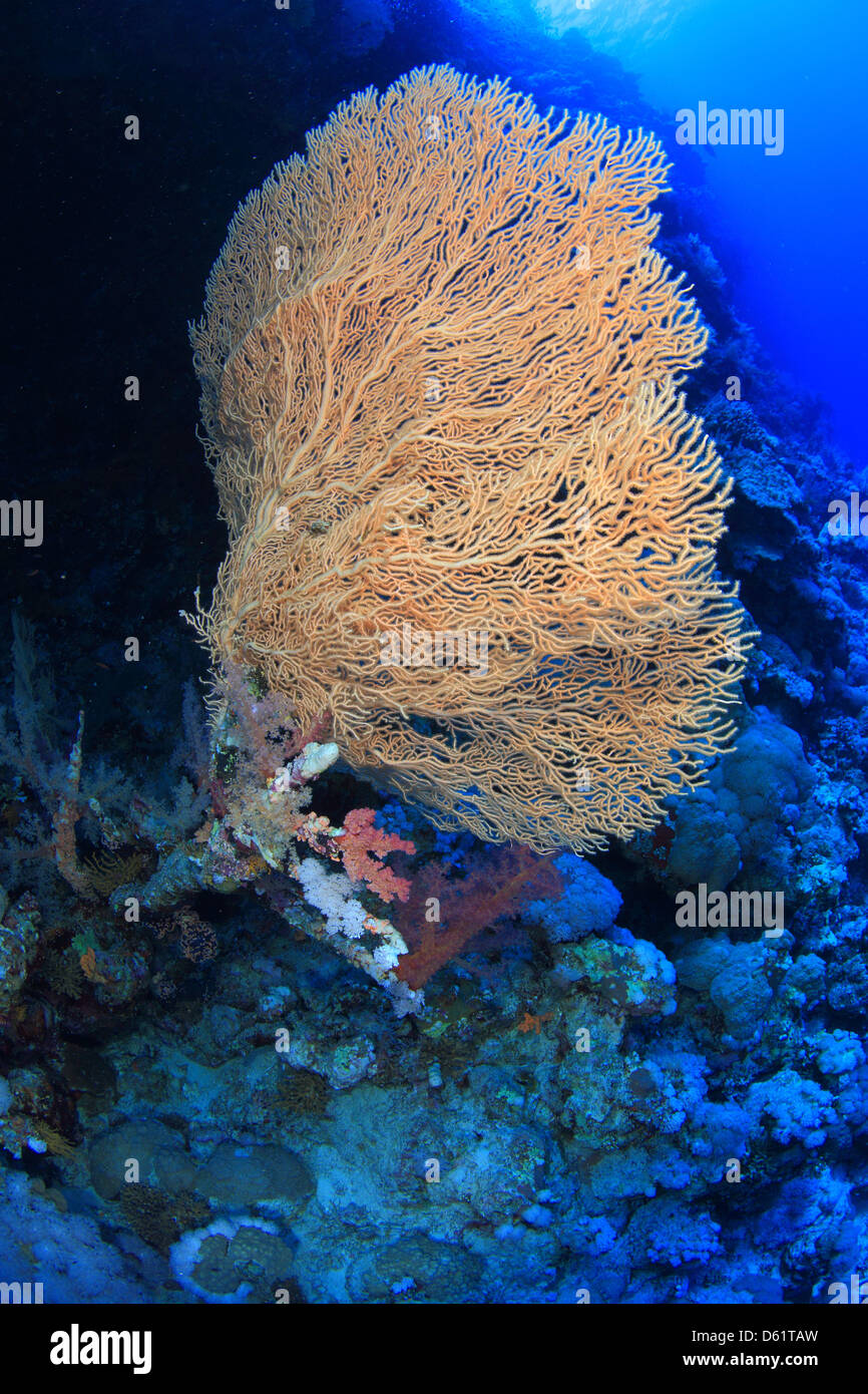 Marine Life in the Red Sea Stock Photo - Alamy