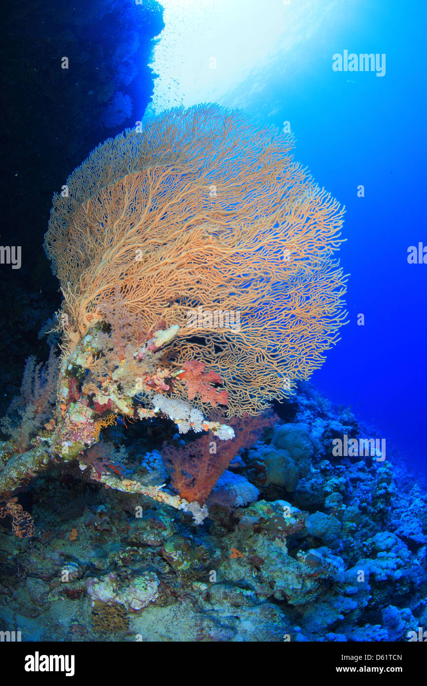 Marine Life in the Red Sea Stock Photo - Alamy