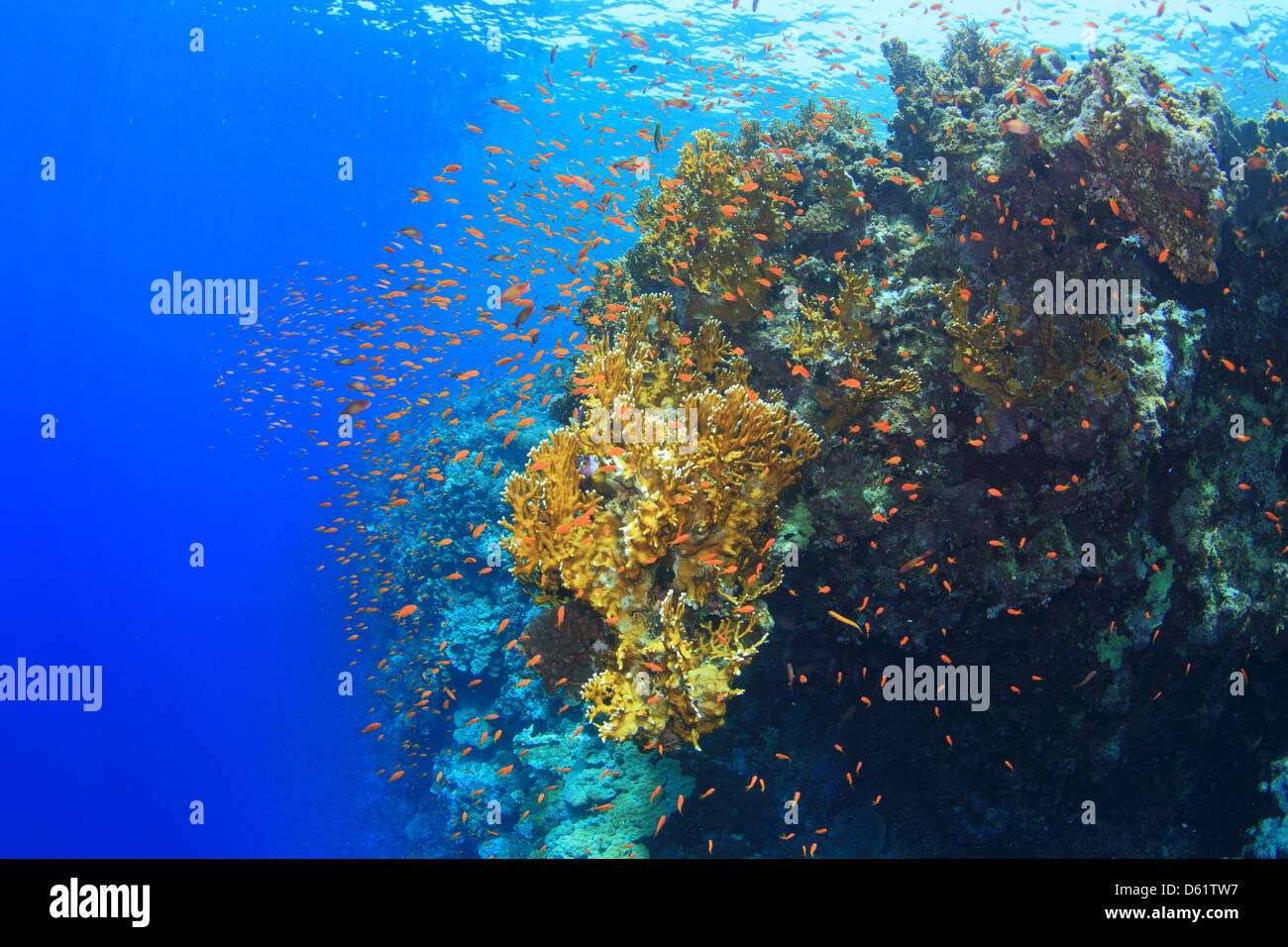 Marine Life in the Red Sea Stock Photo - Alamy