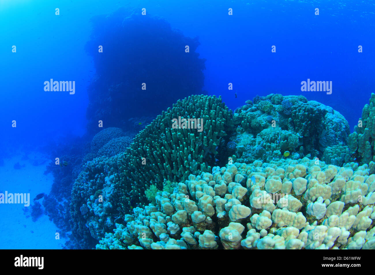 Marine Life in the Red Sea Stock Photo - Alamy