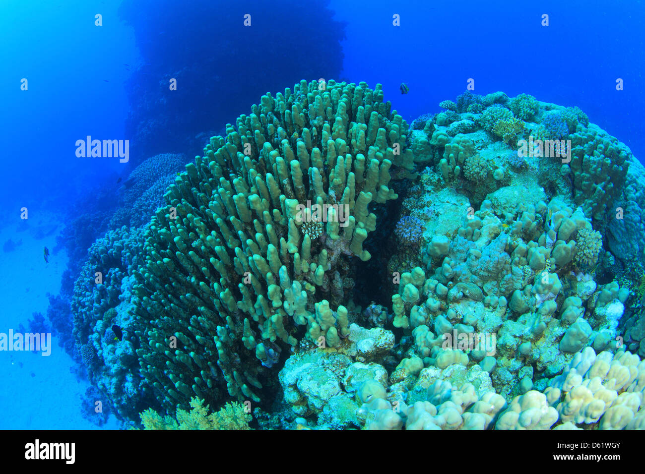 Marine Life in the Red Sea Stock Photo - Alamy
