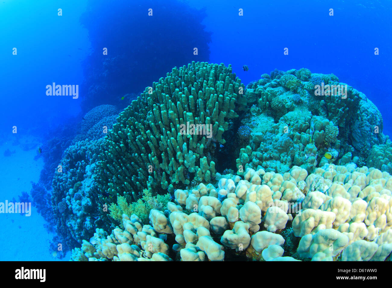 Marine Life in the Red Sea Stock Photo - Alamy