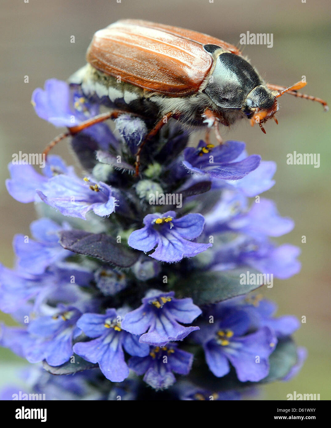 A cockchafer or may bug is pictured on a blossom in Hanover, Germany ...
