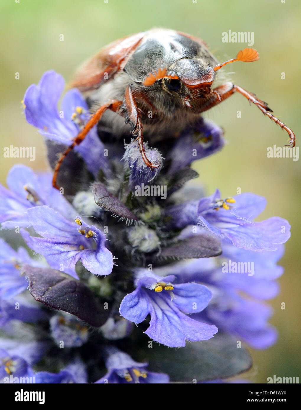 A cockchafer or may bug is pictured on a blossom in Hanover, Germany ...