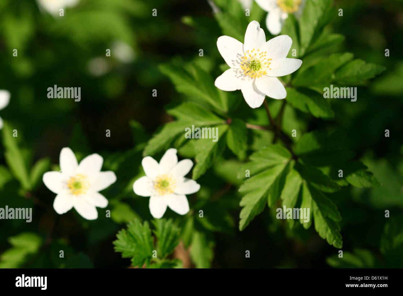 spring windflower beautiful nature background Stock Photo - Alamy