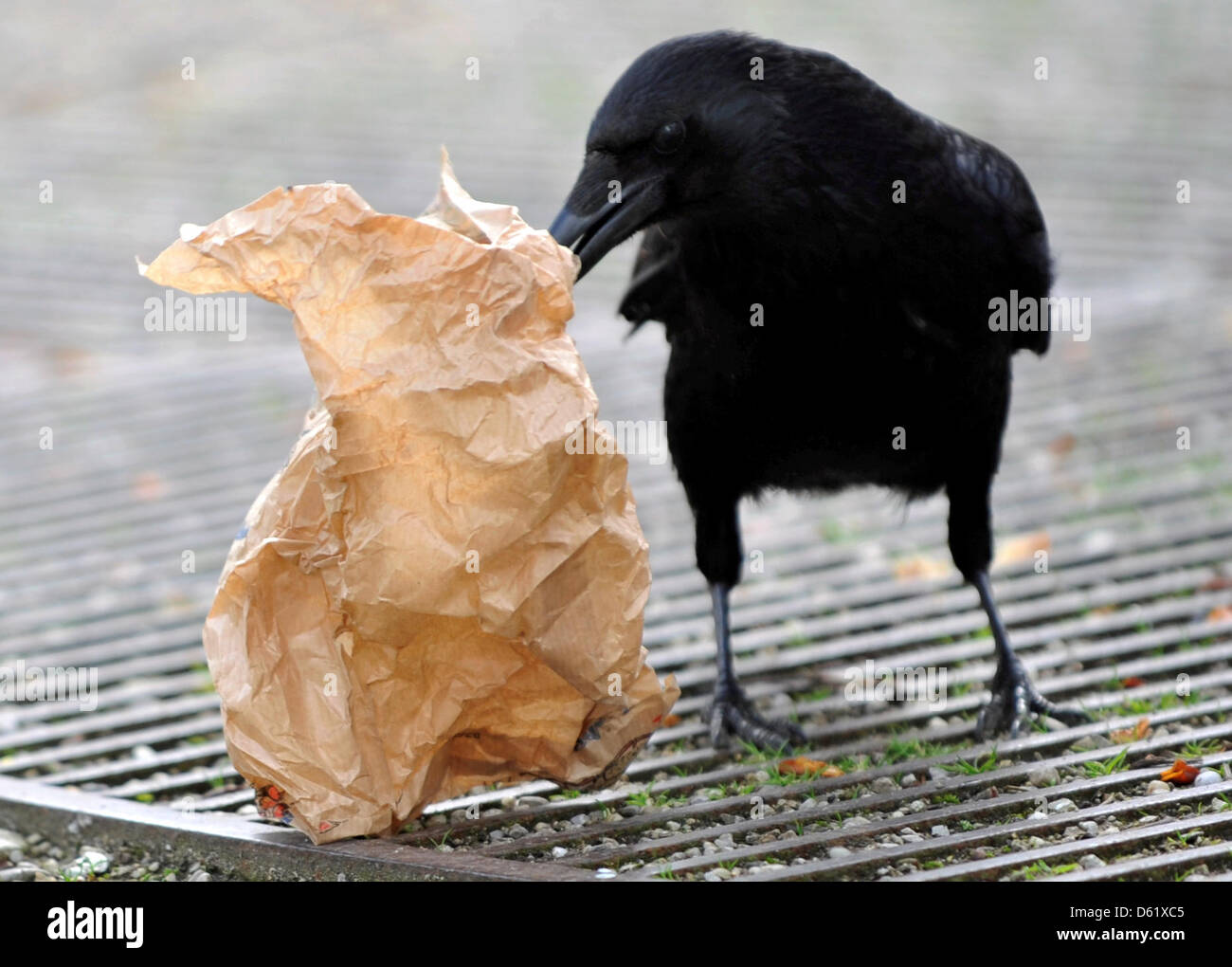 A crow holds a paper bag in its beak in Munich, Germany, 04 May 2012 ...