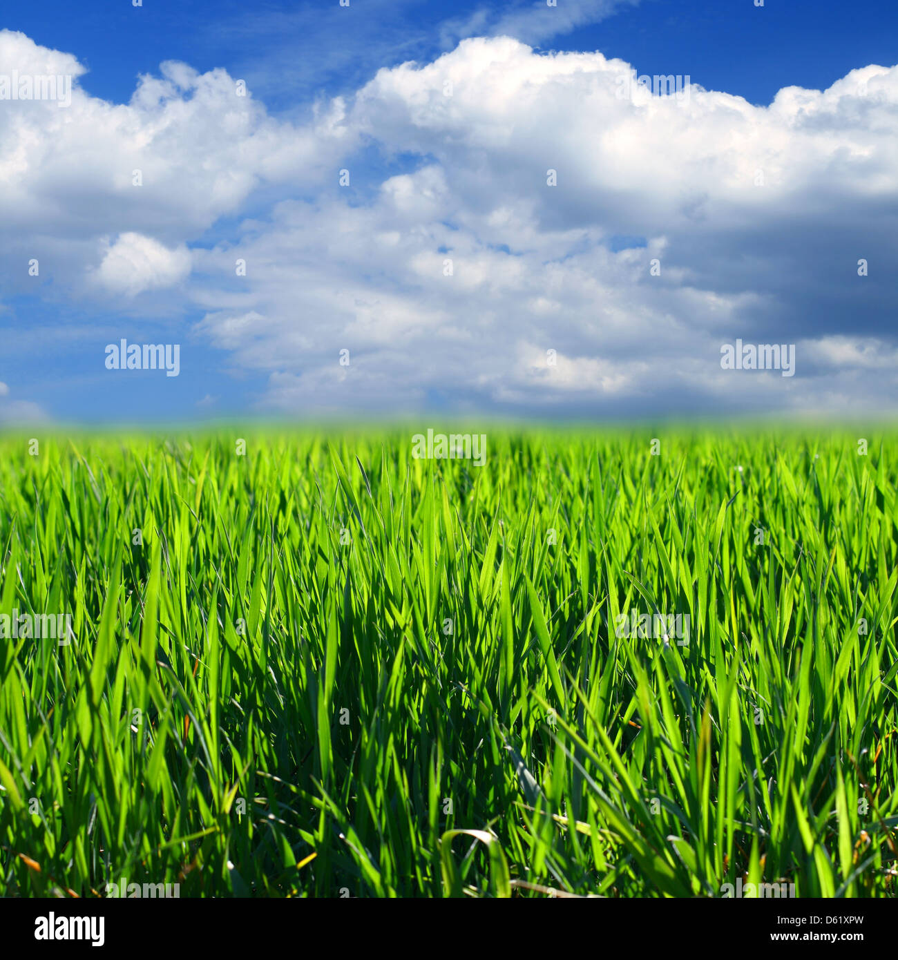 green grass field nature background Stock Photo - Alamy