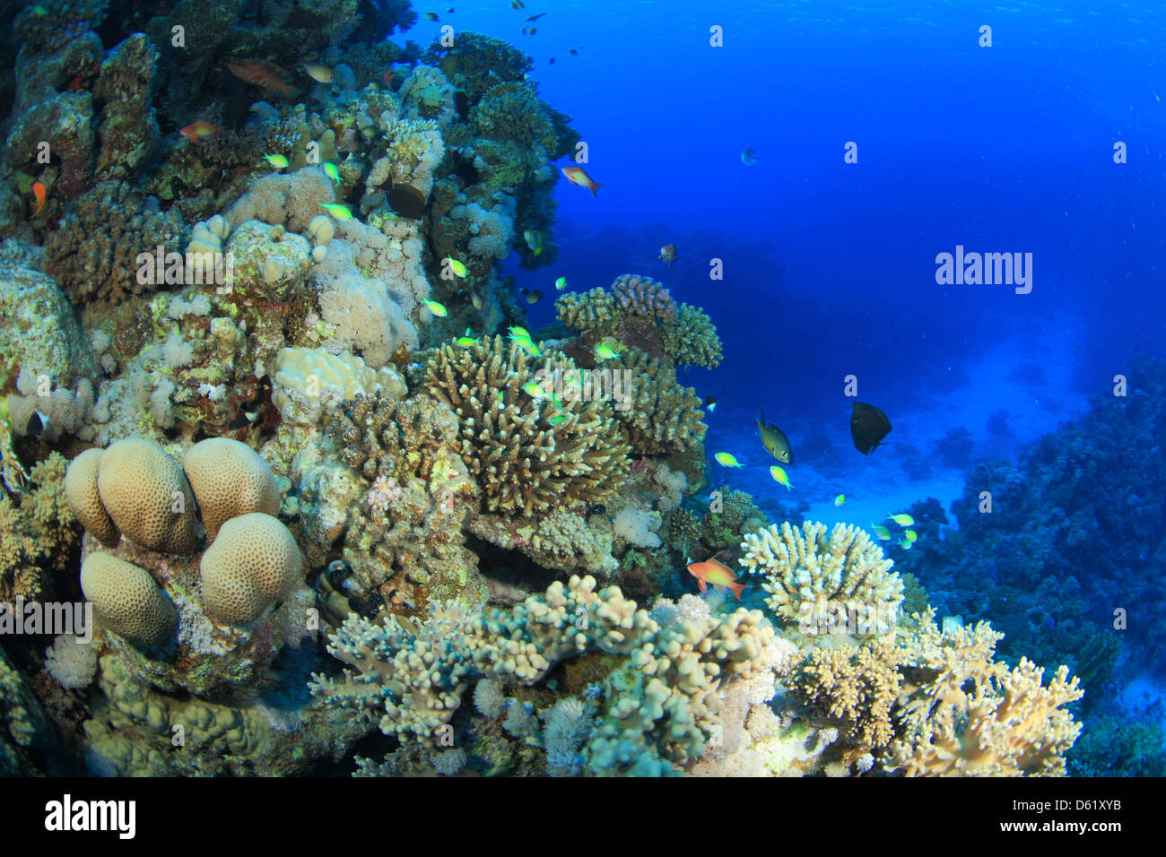 Marine Life in the Red Sea Stock Photo - Alamy