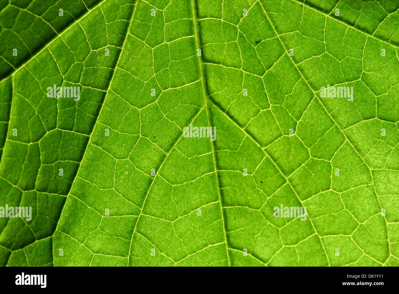 green leaf close up nature background Stock Photo - Alamy