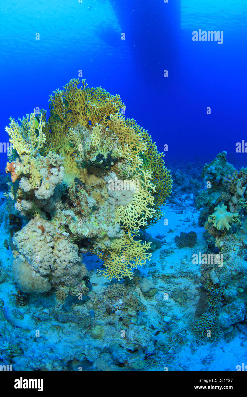 Marine Life in the Red Sea Stock Photo - Alamy
