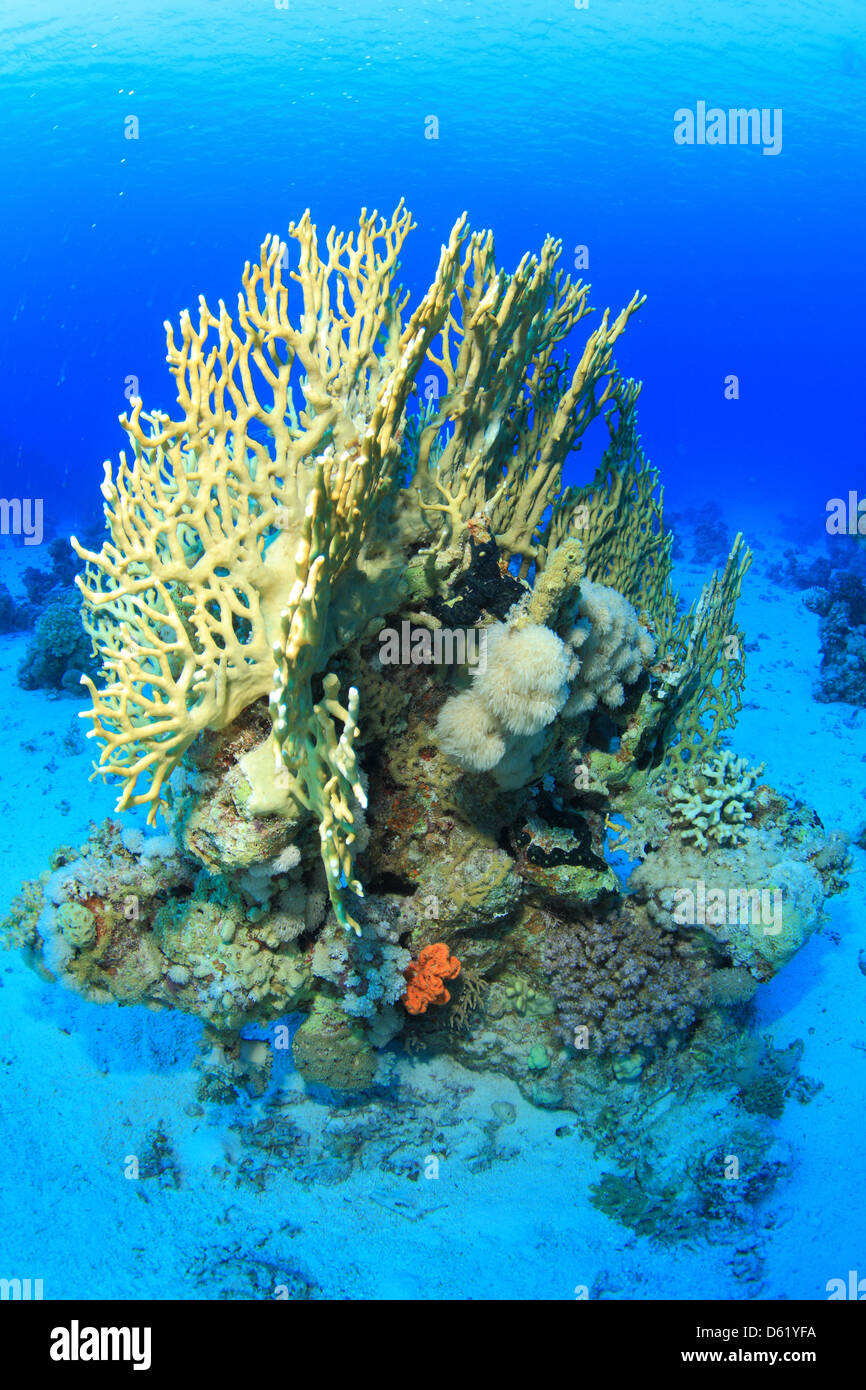 Marine Life in the Red Sea Stock Photo - Alamy
