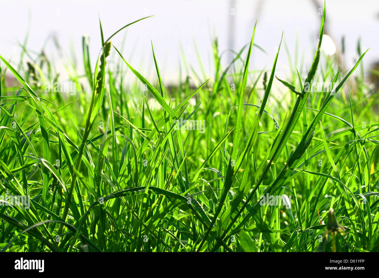 green grass nature color background Stock Photo - Alamy