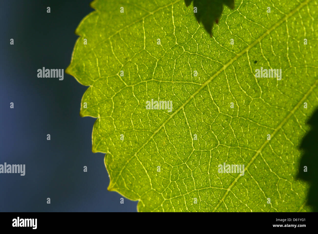 green leaf beautiful nature background Stock Photo - Alamy