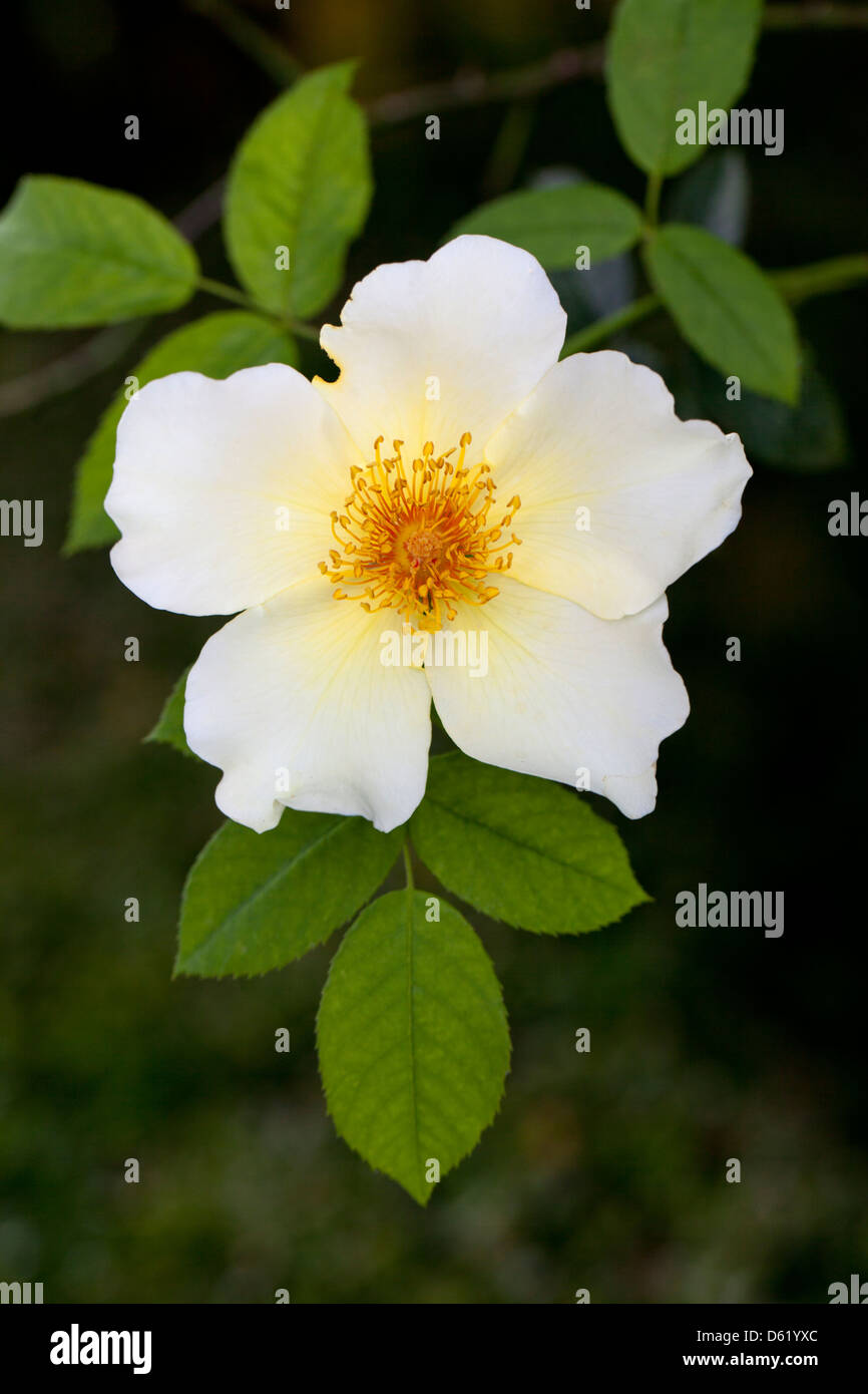 Close up of a single white rose in an English garden Stock Photo - Alamy