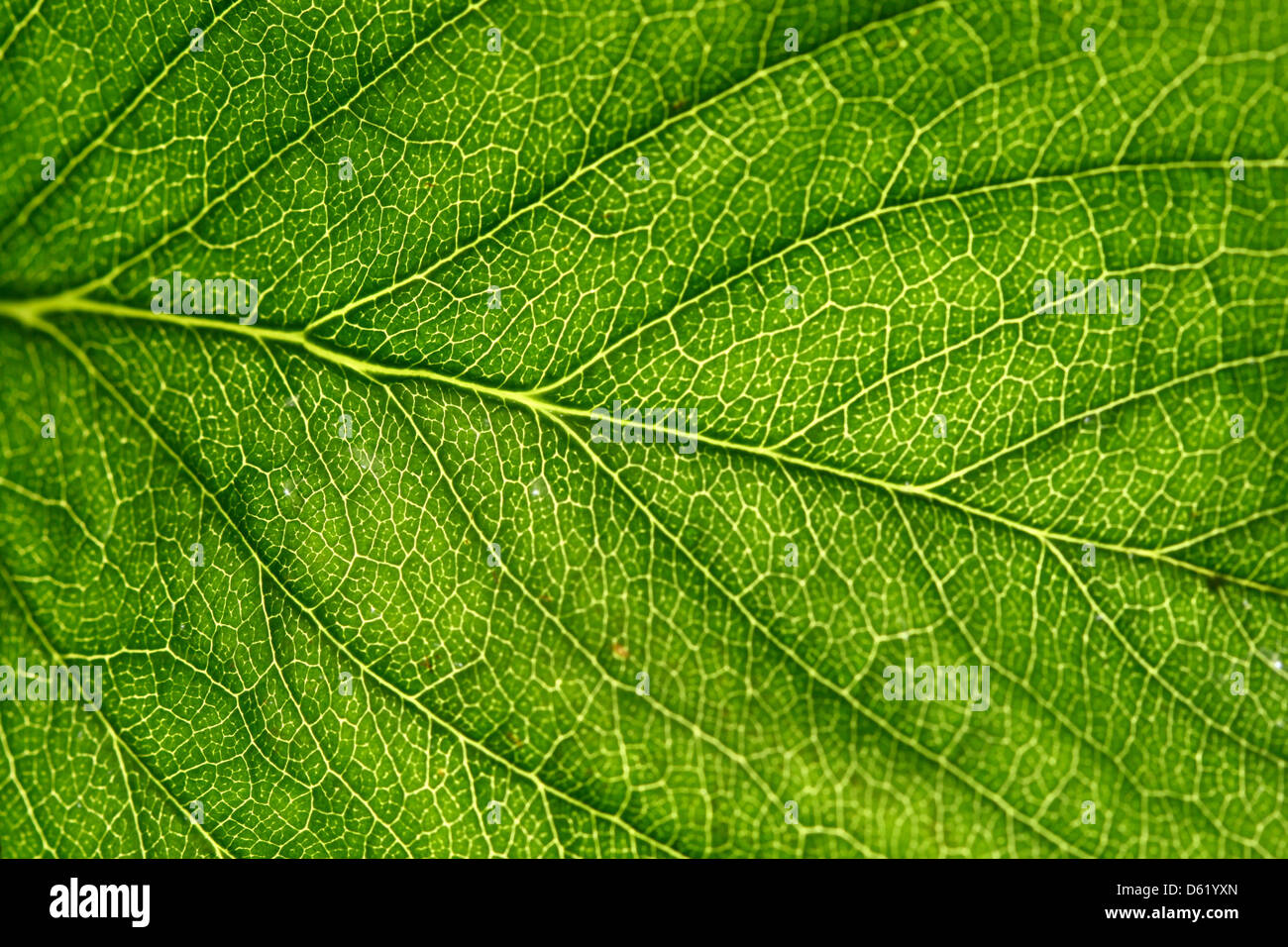 summer green leaf macro close up Stock Photo - Alamy