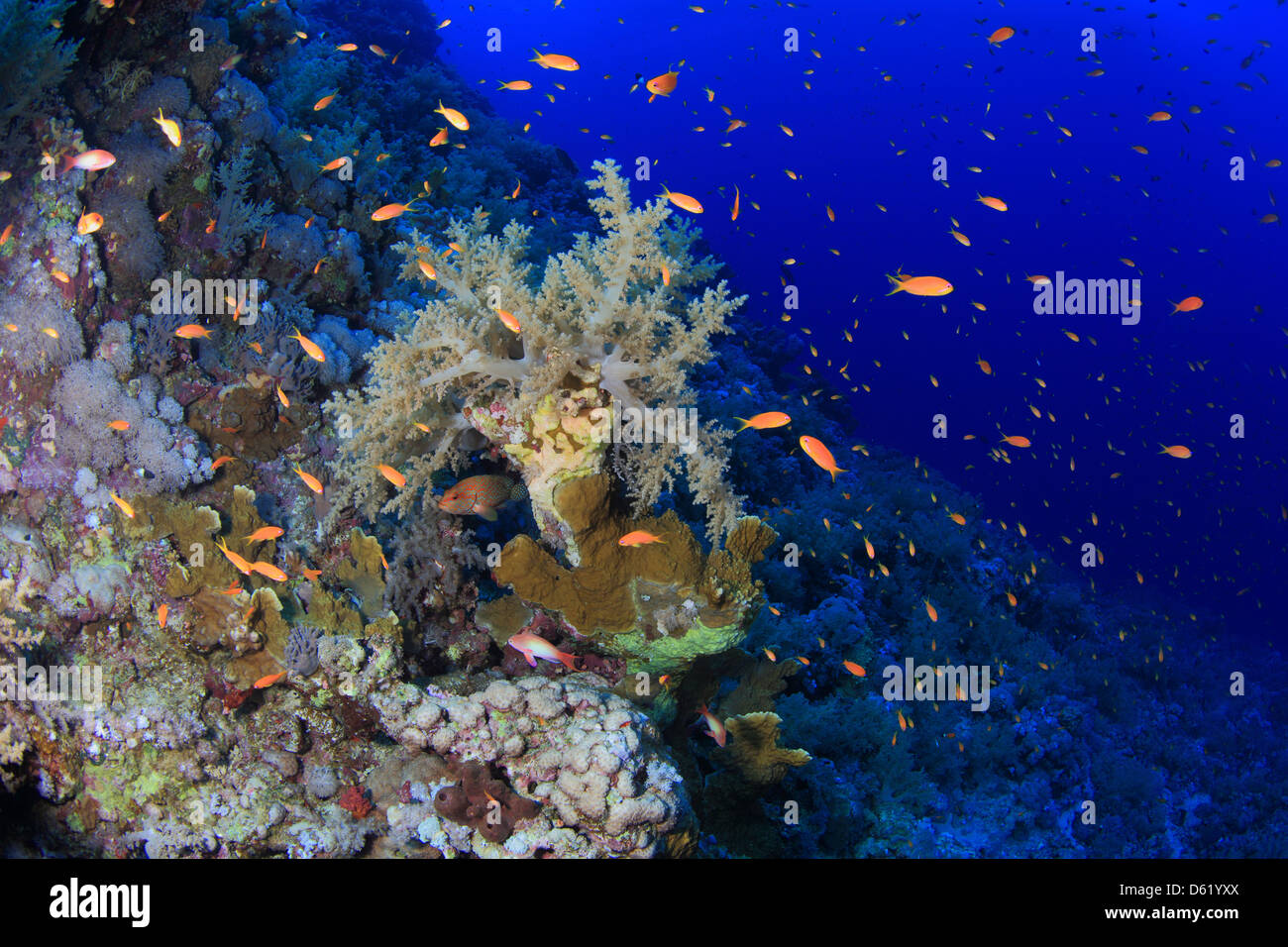 Marine Life in the Red Sea Stock Photo - Alamy